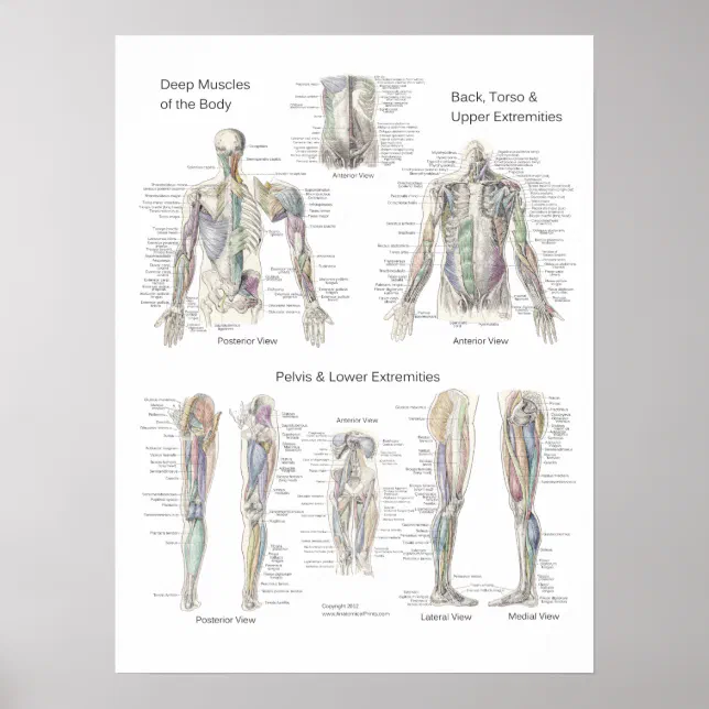 Muscle Anatomy Poster Deep Layers | Zazzle