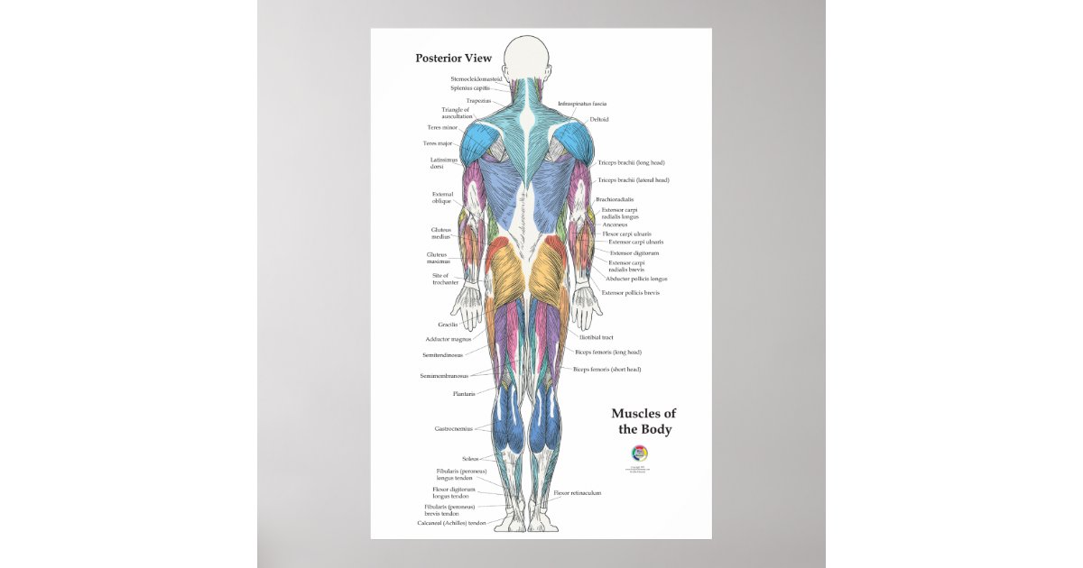 Muscle Anatomy Posterior View Poster | Zazzle