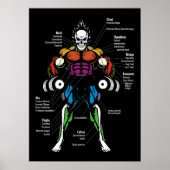 Muscle Chart, Anatomy Diagram - Gym Workout Poster | Zazzle