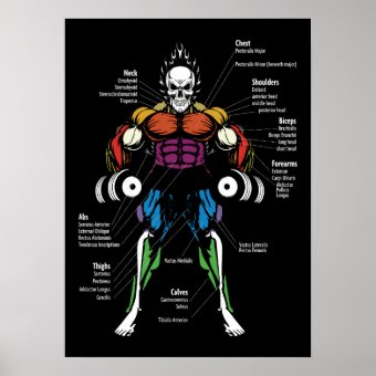 Muscle Chart, Anatomy Diagram - Gym Workout Poster | Zazzle
