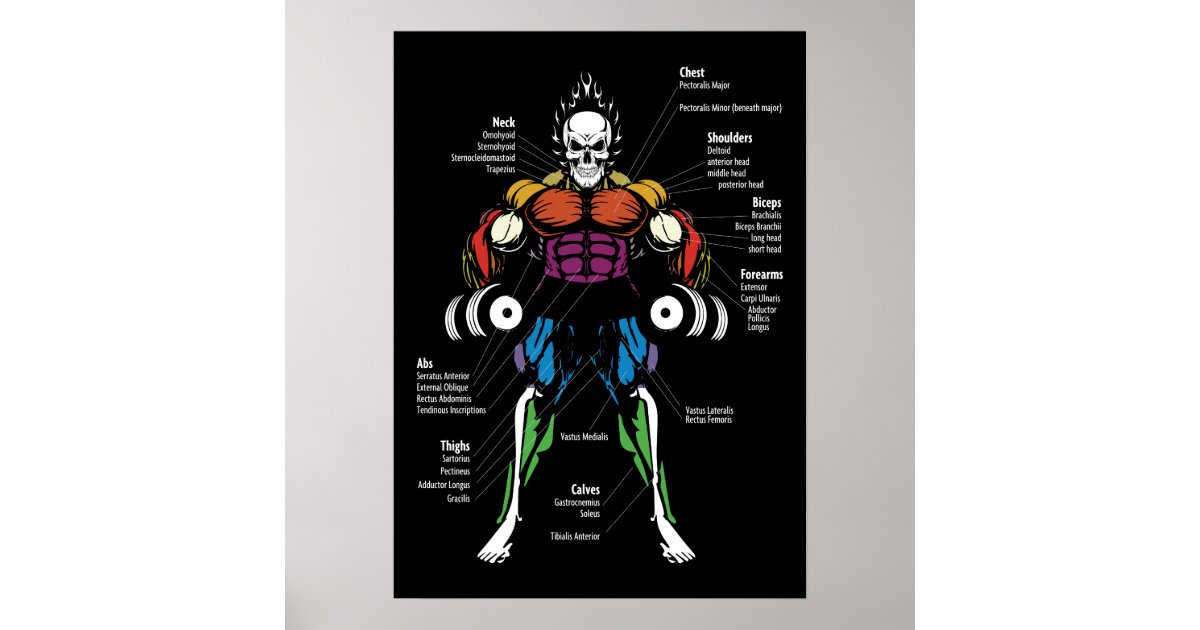 Muscle Chart, Anatomy Diagram - Gym Workout Poster | Zazzle