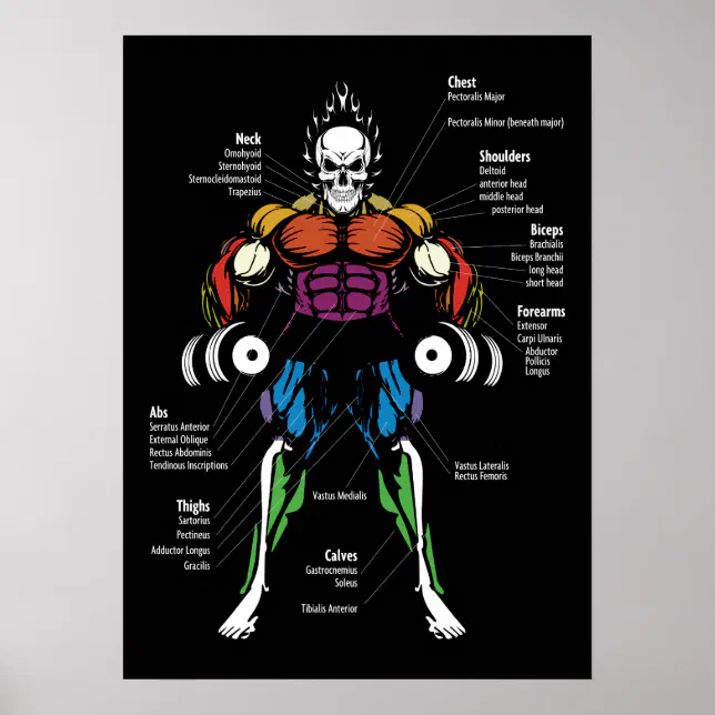 Muscle Chart, Anatomy Diagram - Gym Workout Poster | Zazzle