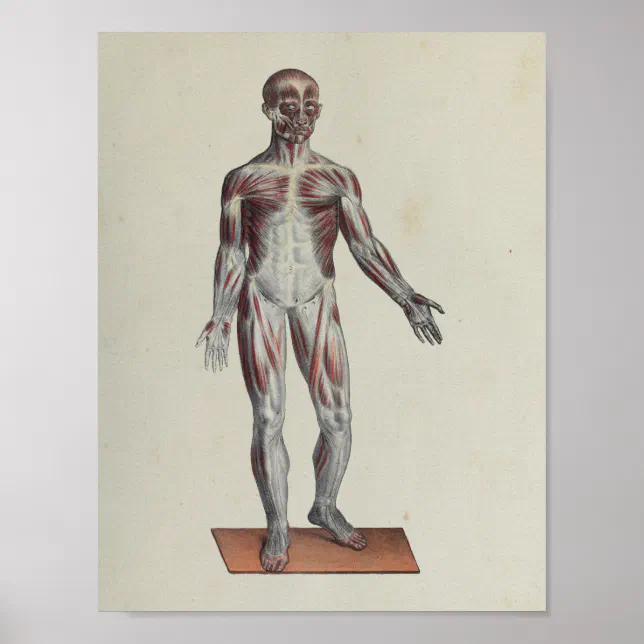 Muscle Fascia Anatomy Print Anterior | Zazzle