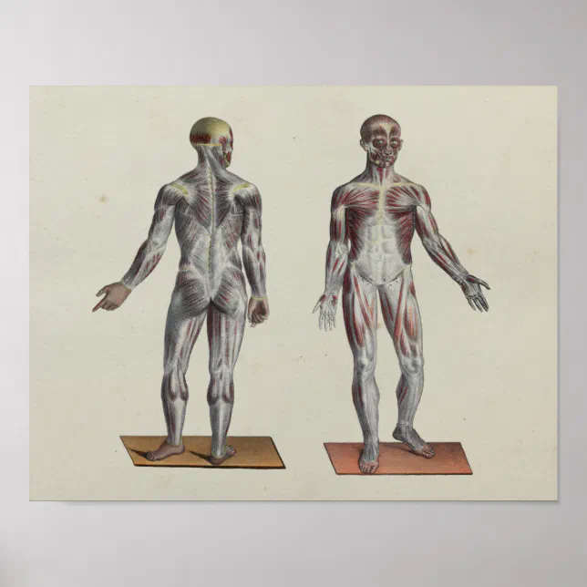 Muscle Fascia Anatomy Print Front Back | Zazzle