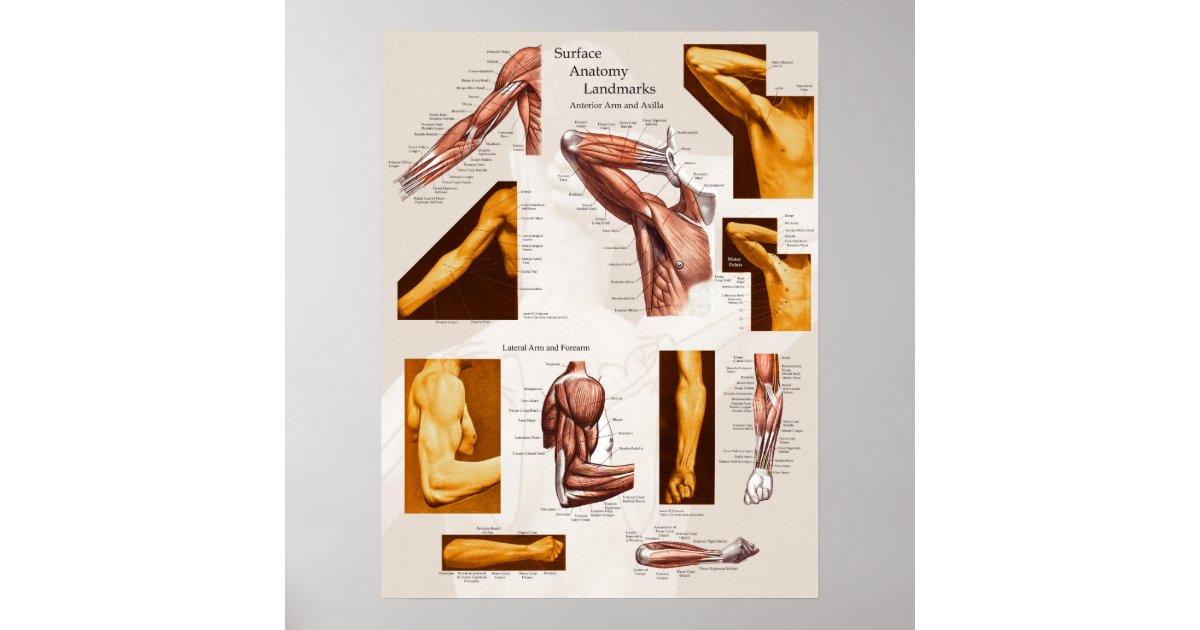 Muscle Surface Anatomy Poster Arm & Shoulder | Zazzle