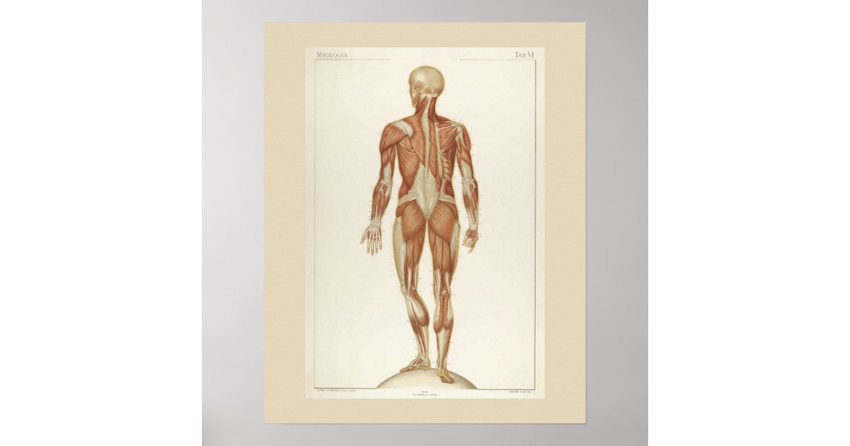 Muscles Anatomy Posterior Poster | Zazzle