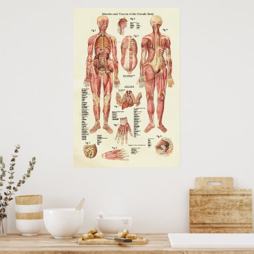 Muscles and Viscera of the Female Anatomy Poster | Zazzle