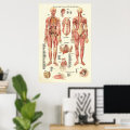 Muscles and Viscera of the Female Anatomy Poster | Zazzle