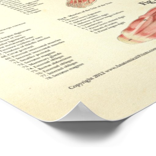Muscles and Viscera of the Female Anatomy Poster | Zazzle