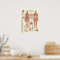 Muscles and Viscera of the Female Anatomy Poster | Zazzle
