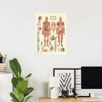 Muscles and Viscera of the Female Anatomy Poster | Zazzle