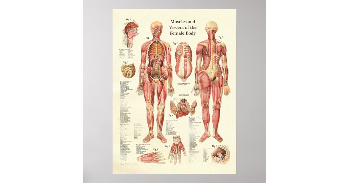 Muscles and Viscera of the Female Anatomy Poster | Zazzle
