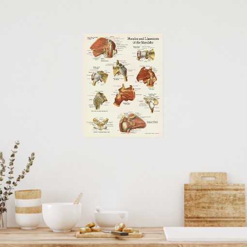 Muscles & Ligaments Shoulder Anatomy Poster | Zazzle