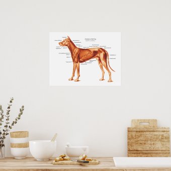 Muscles of the Dog Anatomy Poster | Zazzle