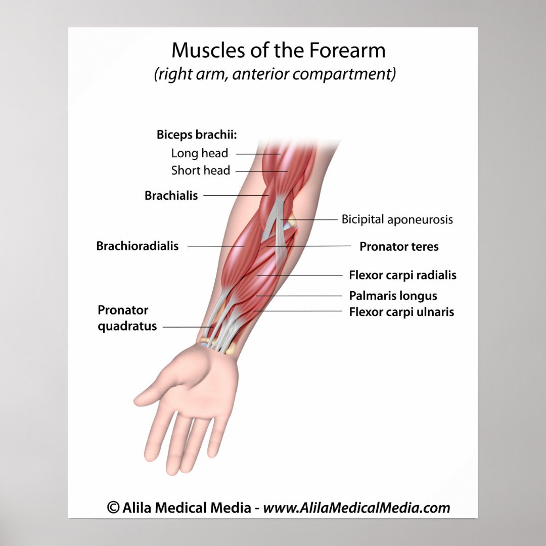 Muscles of the forearm, labeled diagram. poster | Zazzle