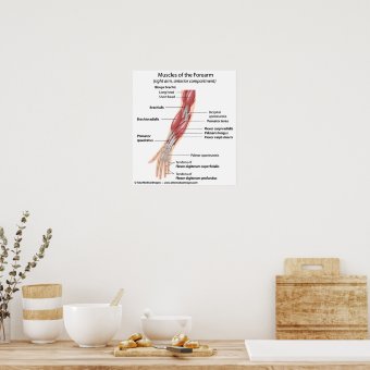 Muscles of the forearm, labeled diagram. poster | Zazzle