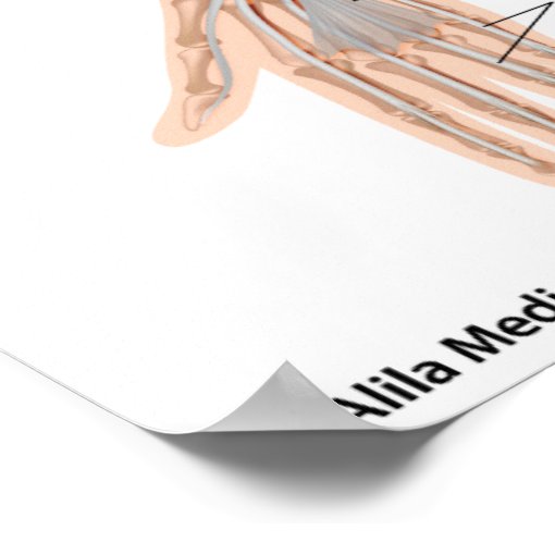 Muscles of the forearm, labeled diagram. poster | Zazzle