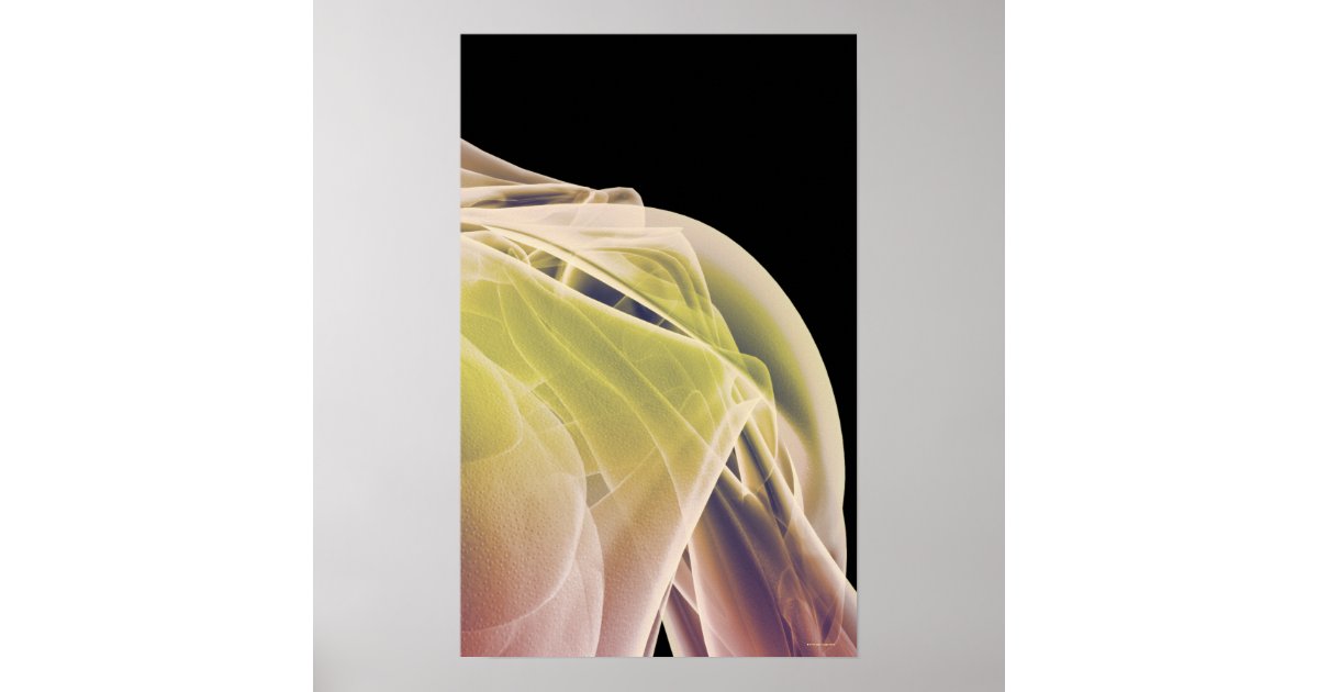Muscles of the Shoulder 4 Poster | Zazzle