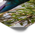 Muscovy Duck Poster | Zazzle