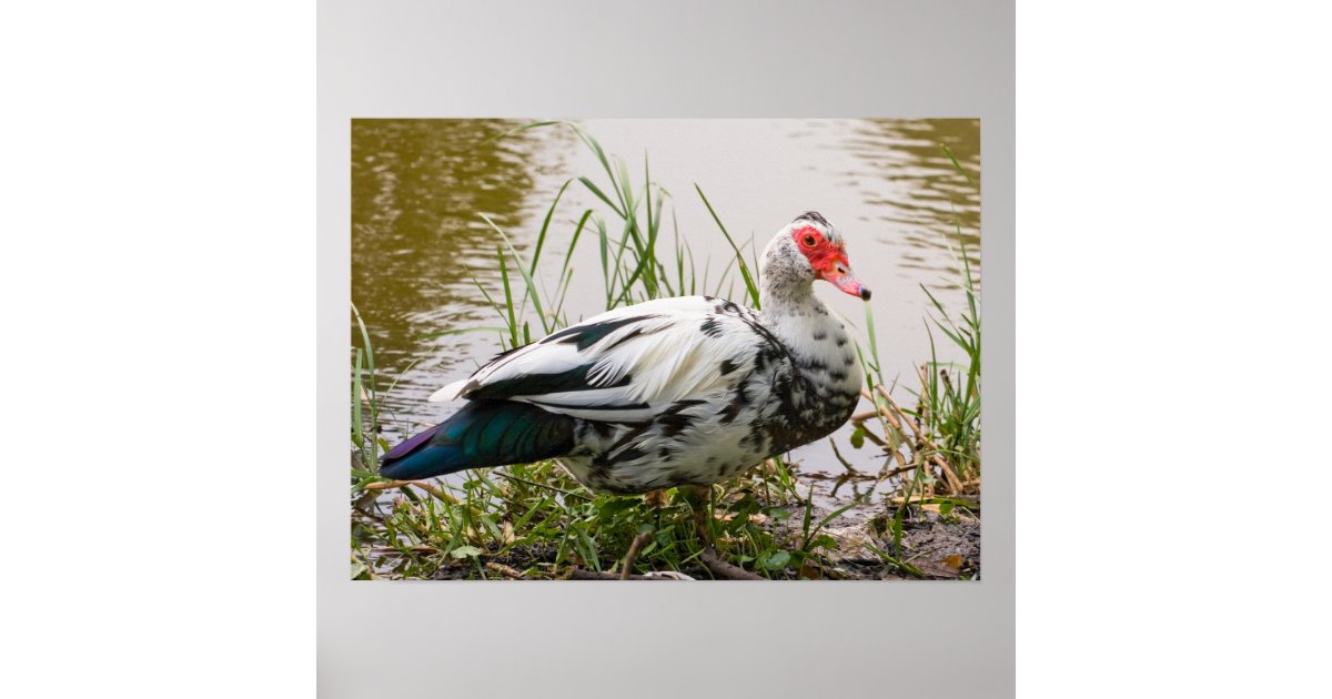 Muscovy Duck Poster | Zazzle