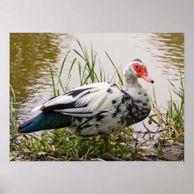 Muscovy Duck Poster | Zazzle