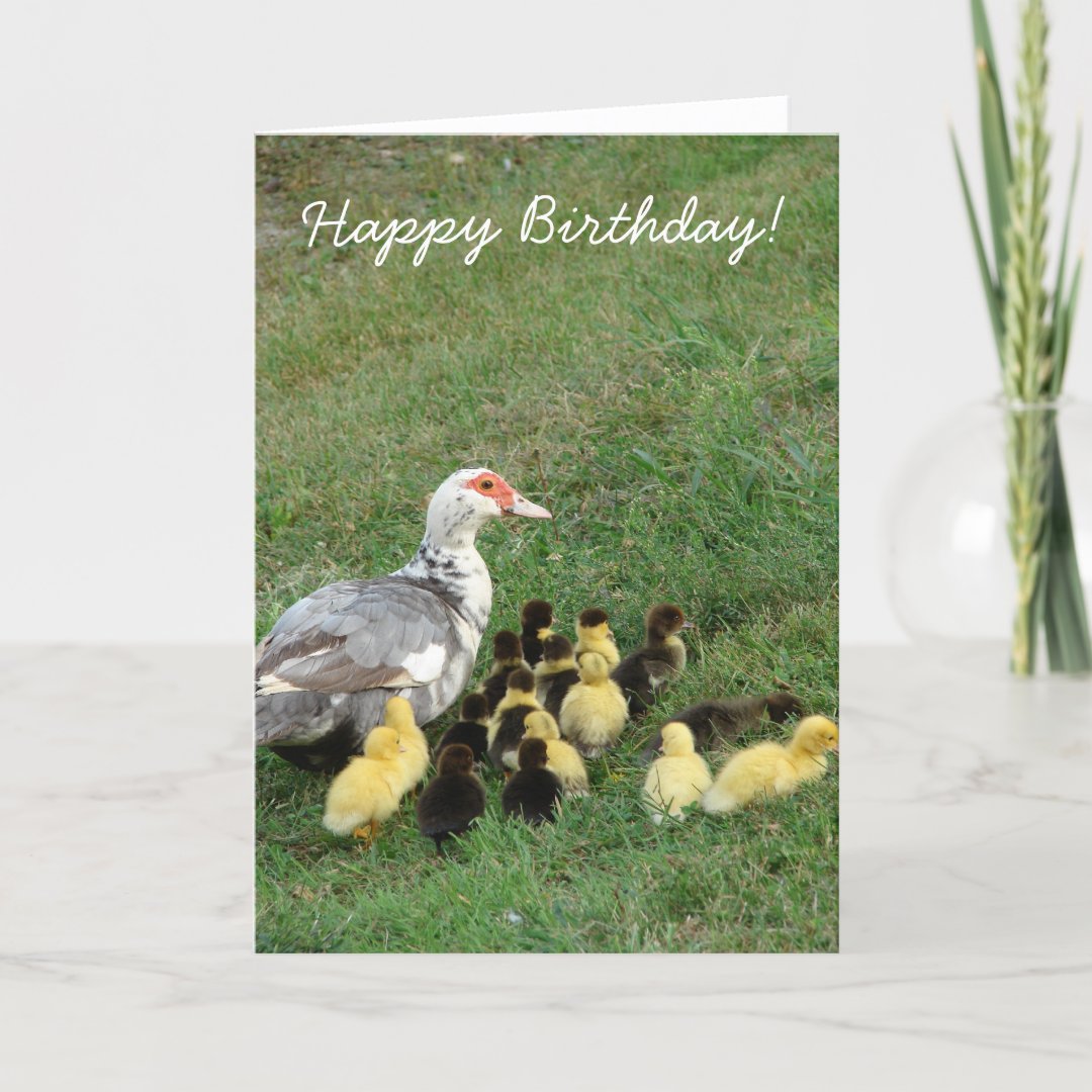 Muscovy Hen With Ducklings, Happy Birthday! Card | Zazzle