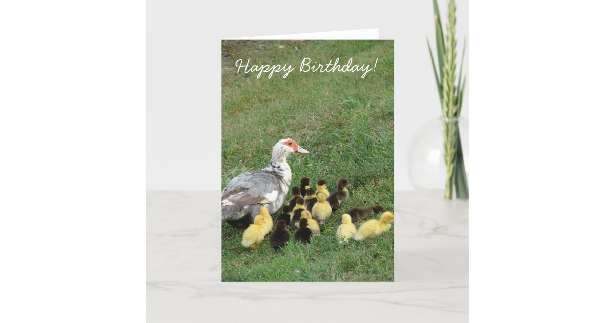 Muscovy Hen With Ducklings, Happy Birthday! Card | Zazzle