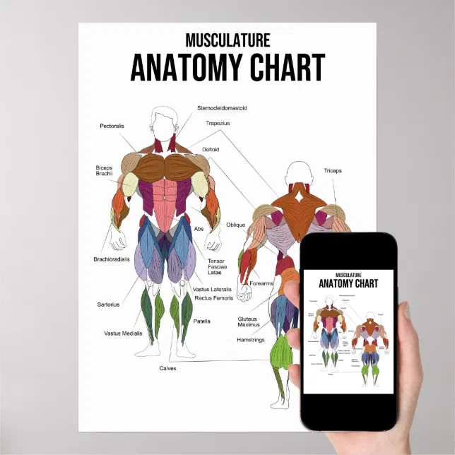 Musculature Anatomy Chart - Muscle Diagram | Zazzle