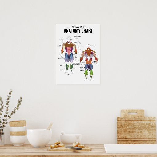Musculature Anatomy Chart - Muscle Diagram | Zazzle