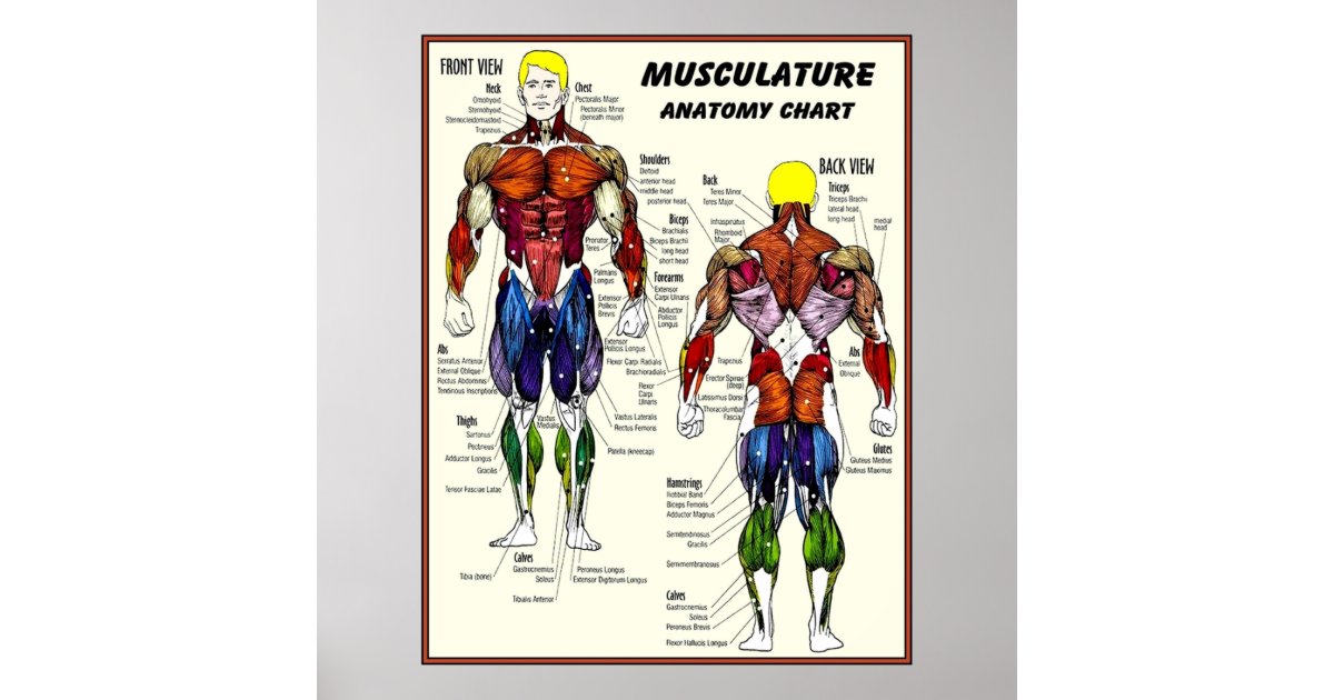 MUSCULATURE Body Building Anatomy Chart Print | Zazzle