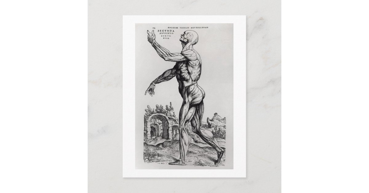 Musculature Structure of a Man (b/w neg & print) Postcard | Zazzle