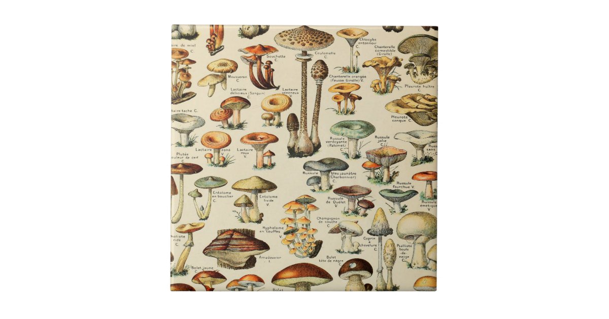 Mushroom Collection Ceramic Tile | Zazzle