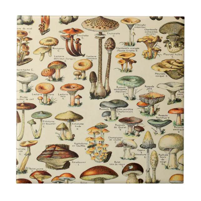 Mushroom Collection Ceramic Tile | Zazzle