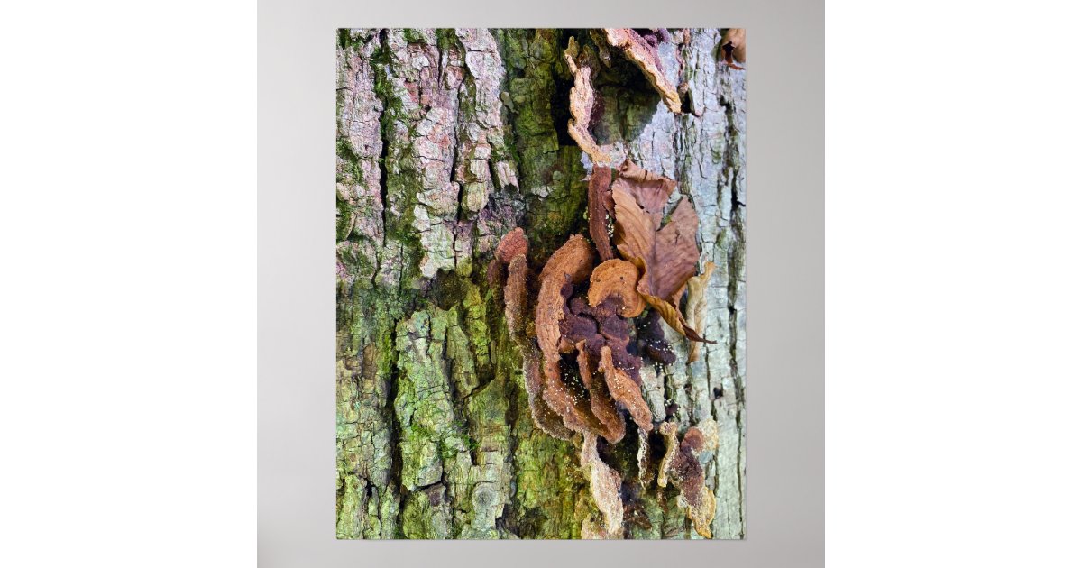 Mushrooms on Tree Trunk Poster | Zazzle
