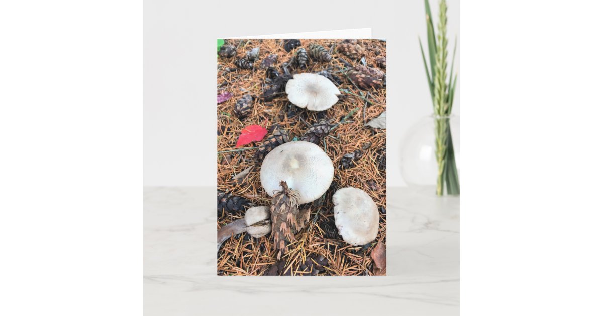 Mushrooms & Pine Cones Card | Zazzle