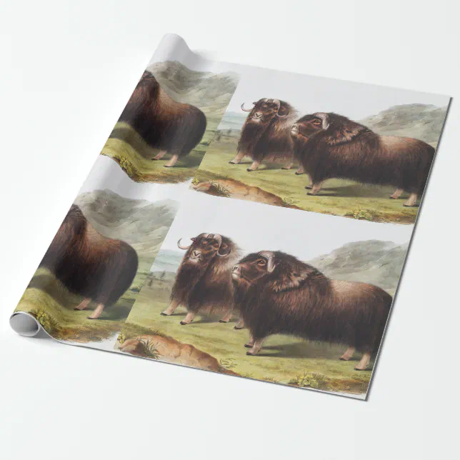 Musk Ox (Ovibos moschatus) Illustration Wrapping Paper | Zazzle