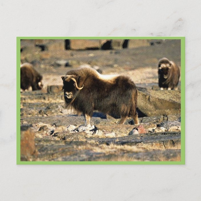 Musk Ox Postcard | Zazzle.com