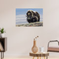 Musk Ox with Calf Poster | Zazzle