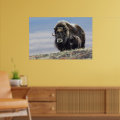 Musk Ox with Calf Poster | Zazzle