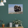 Musk Ox with Calf Poster | Zazzle