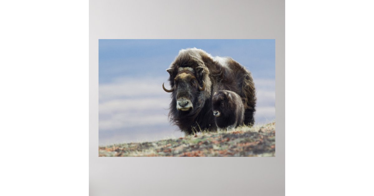 Musk Ox with Calf Poster | Zazzle