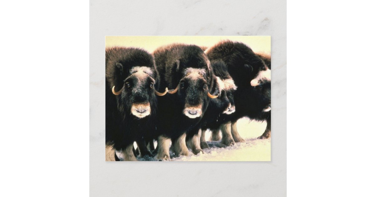 Musk Oxen Postcard | Zazzle