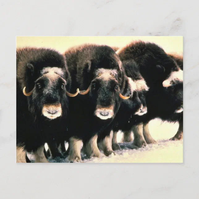 Musk Oxen Postcard | Zazzle