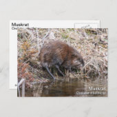 Muskrat Postcard | Zazzle