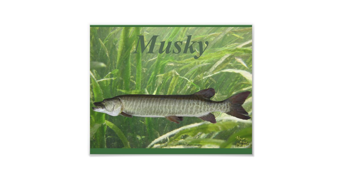 Musky Photo Print | Zazzle