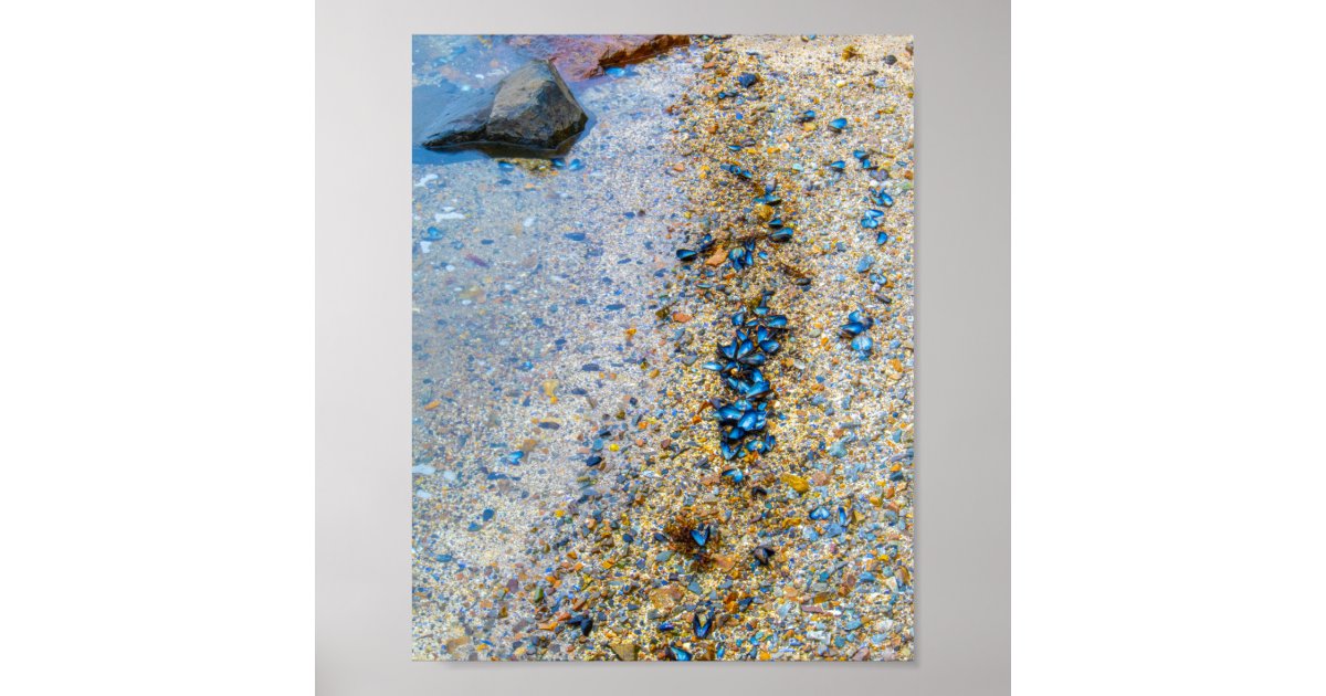 Mussel Shells in Maine Poster | Zazzle