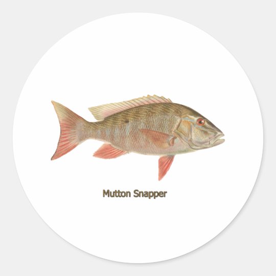 Mutton Snapper Illustration Classic Round Sticker | Zazzle.com