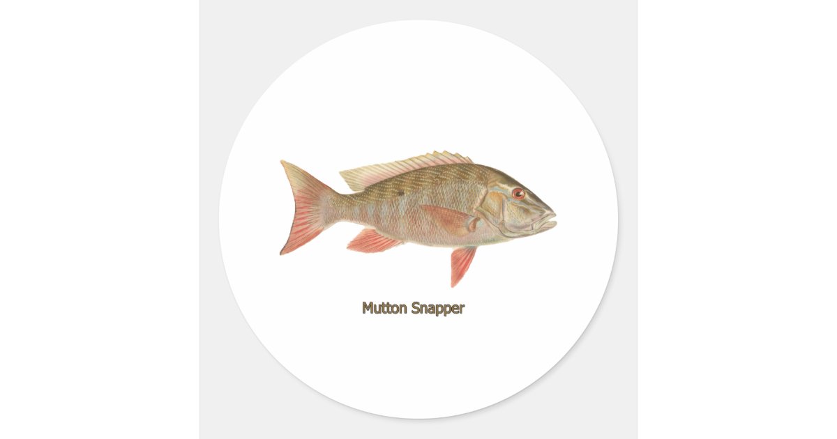Mutton Snapper Illustration Classic Round Sticker | Zazzle