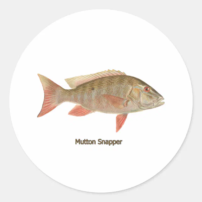 Mutton Snapper Illustration Classic Round Sticker | Zazzle