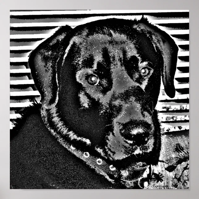 My Black Lab Poster | Zazzle